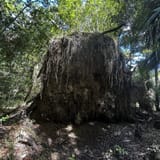 Bulow Woods Hiking Trail, Florida - 227 Reviews, Map | AllTrails