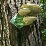 Sprague Brook Park Trail, New York - 1,407 Reviews, Map | AllTrails