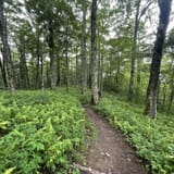 Max Patch Loop, North Carolina - 2,363 Reviews, Map | AllTrails