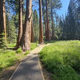 Big Trees Trail, California - 1,695 Reviews, Map | AllTrails