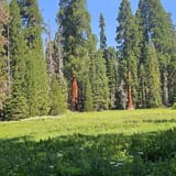 Big Trees Trail, California - 1,695 Reviews, Map | AllTrails
