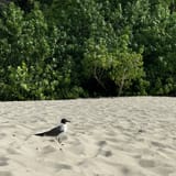 Lind Point Trail to Honeymoon Beach, Saint John, US Virgin Islands ...