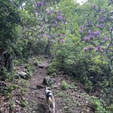 Three Ridges Loop via Appalachian Trail and Mau-Har Trail, Virginia ...
