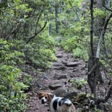 Three Ridges Loop via Appalachian Trail and Mau-Har Trail, Virginia ...