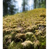 Mount Crumpit via Stairway to Heaven, Woodpecker, and S&M Connector ...