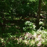 Washington Valley Park Trail, New Jersey - 648 Reviews, Map | AllTrails