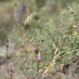 Painted Rocks Nature Trail, Washington - 770 Reviews, Map | AllTrails