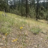 Painted Rocks Nature Trail, Washington - 770 Reviews, Map | AllTrails