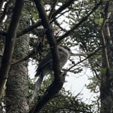 Mount Tom, Avalon, and Field Loop, New Hampshire - 1,450 Reviews, Map ...