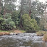 Warburton River Walk, Victoria, Australia - 209 Reviews, Map | AllTrails