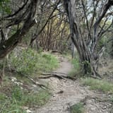 Good Water Trail to Lake Georgetown, Texas - 1,256 Reviews, Map | AllTrails