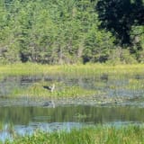 Batsto Lake Trail, New Jersey - 1,834 Reviews, Map | AllTrails