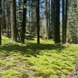 Muir Grove Trail, California - 399 Reviews, Map | AllTrails