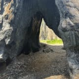 Muir Grove Trail, California - 392 Reviews, Map | AllTrails