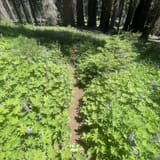 Muir Grove Trail, California - 373 Reviews, Map | AllTrails