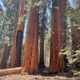 Muir Grove Trail, California - 399 Reviews, Map | AllTrails