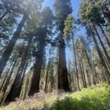 Muir Grove Trail, California - 399 Reviews, Map | AllTrails