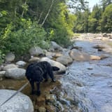 Boulder Loop Trail, New Hampshire - 2,134 Reviews, Map | AllTrails