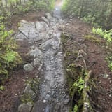 Mount Buckley via Clingmans Dome Bypass Trail, North Carolina - 1,049 ...