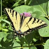 Mount Greylock via Bellows Pipe Trail, Massachusetts - 2,396 Reviews ...