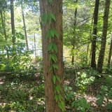 Lake Thom-a-Lex Nature Trail, North Carolina - 264 Reviews, Map | AllTrails