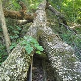 Lake Thom-a-Lex Nature Trail, North Carolina - 264 Reviews, Map | AllTrails