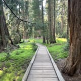 Big Trees Trail, California - 1,695 Reviews, Map | AllTrails