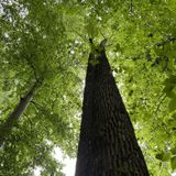 Avalon Loop Trail, Maryland - 293 Reviews, Map | AllTrails