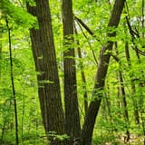 Durham Regional Forest Loop, Ontario, Canada - 76 Reviews, Map | AllTrails