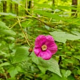 Durham Regional Forest Loop, Ontario, Canada - 76 Reviews, Map | AllTrails