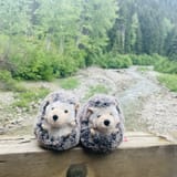 Loop Brook Trail, British Columbia, Canada - 251 Reviews, Map | AllTrails