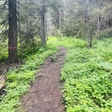 Loop Brook Trail, British Columbia, Canada - 251 Reviews, Map | AllTrails
