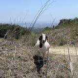 Powder Canyon Loop Trail, California - 2,405 Reviews, Map | AllTrails