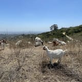 Powder Canyon Loop Trail, California - 2,405 Reviews, Map | AllTrails