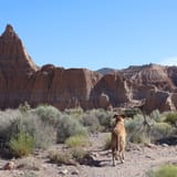 Juniper Draw Loop Trail, Nevada - 336 Reviews, Map | AllTrails