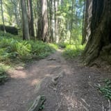 Big Tree via Karl Knapp and Cathedral Trees Loop, California - 719 ...