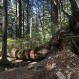 Ancient Groves Nature Trail, Washington - 829 Reviews, Map | AllTrails