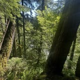 Ancient Groves Nature Trail, Washington - 829 Reviews, Map | AllTrails