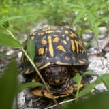 Nebo Ridge Trail, Indiana - 196 Reviews, Map | AllTrails