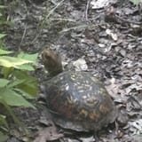 Nebo Ridge Trail, Indiana - 196 Reviews, Map | AllTrails