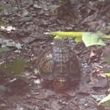 Nebo Ridge Trail, Indiana - 196 Reviews, Map | AllTrails