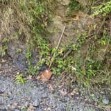 Sullivan Canyon Trail, California - 819 Reviews, Map | AllTrails