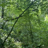 Durham Regional Forest Loop, Ontario, Canada - 76 Reviews, Map | AllTrails