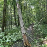 Durham Regional Forest Loop, Ontario, Canada - 76 Reviews, Map | AllTrails