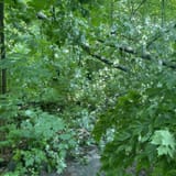 Durham Regional Forest Loop, Ontario, Canada - 76 Reviews, Map | AllTrails