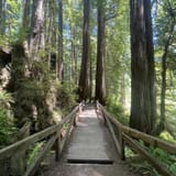 Big Tree via Karl Knapp and Cathedral Trees Loop, California - 719 ...