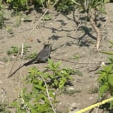 Sachuest Point National Wildlife Refuge Trail, Rhode Island - 1,948 ...
