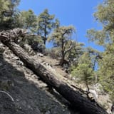 Enchanted Forest Trail, California - 285 Reviews, Map | AllTrails