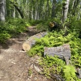 Talkeetna Lake Trail, Alaska - 720 Reviews, Map | AllTrails