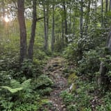 Mount Davis Pennsylvania Highpoint Trail, Pennsylvania - 785 Reviews ...